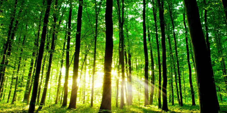 Të mirat që na i sjellin pyjet – Radio KFOR Shqip